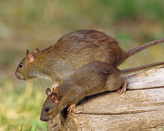 Blue Starr Gallery: "You Dirty Rat"