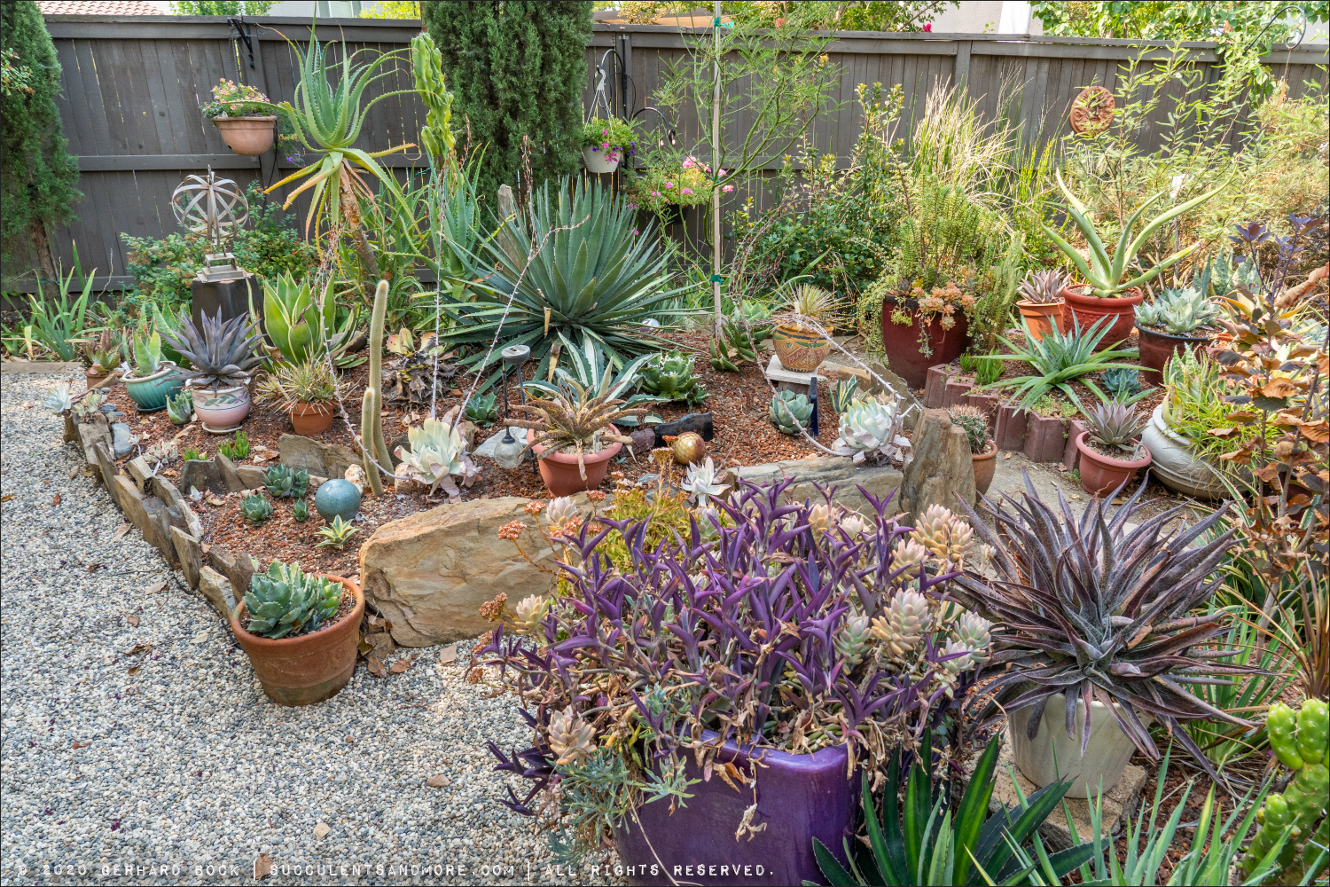 Mariel's collector garden: more plant fun in the sun