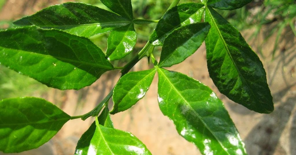 Hardy Citrus: US 852