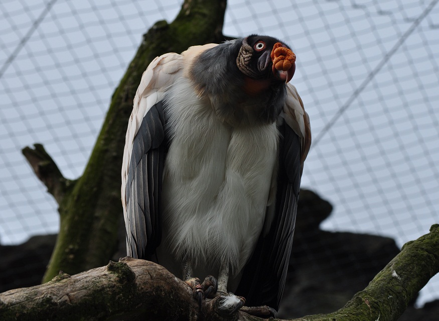 ZOOTOGRAFIANDO (6.100 ANIMALS): ZOPILOTE REY / KING VULTURE ...