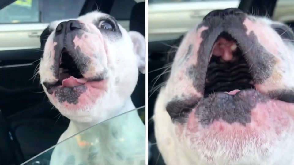 Bulldog Life: Another Walter the Singing Bulldog Video