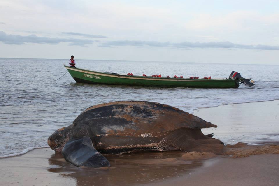 jlopezmb: Galibi Leatherback Turtles