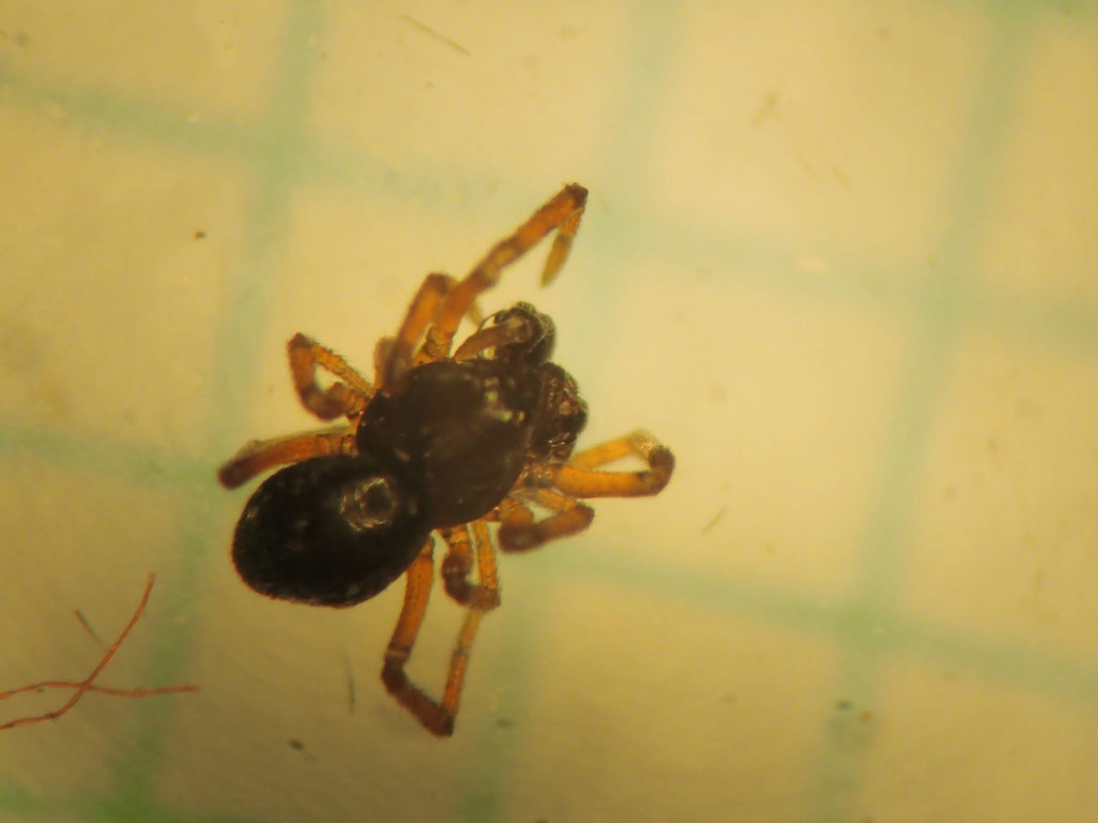 The Lyons Share: My top ten spider highlights of 2019 and the full ...