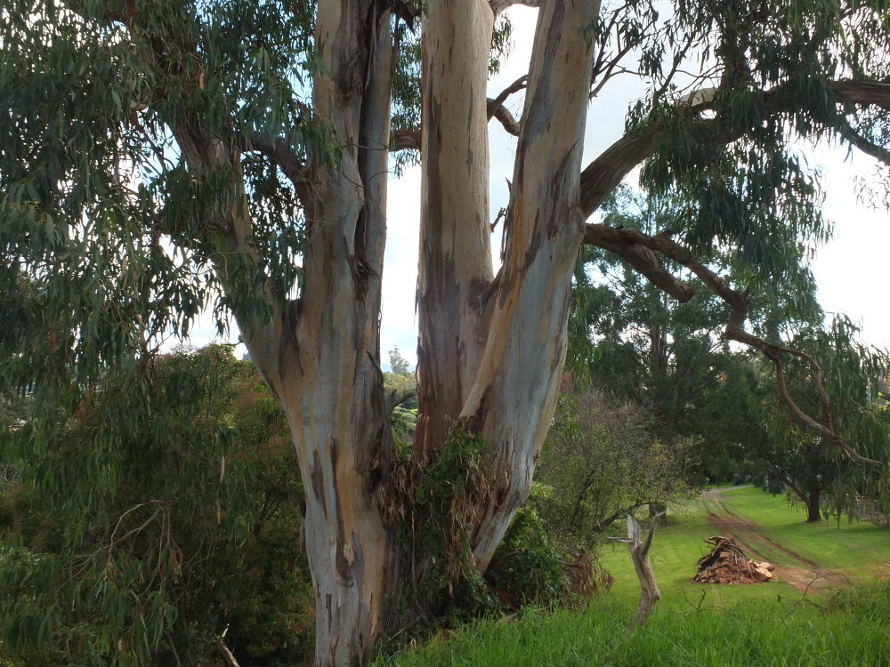 Friends of Drouin's Trees: The Railway Giant