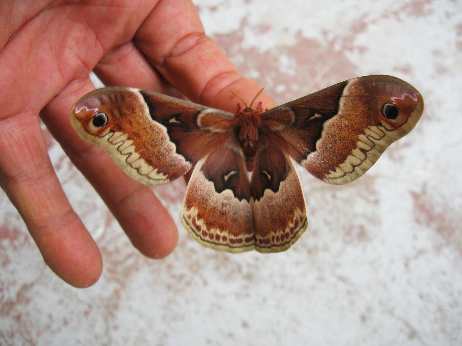 Tangled Web: Promethea Silkmoth (Callosamia promethea)