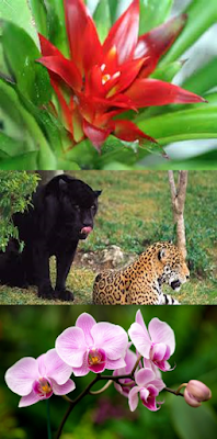 BIOMAS DE LA TIERRA : Biomas de Venezuela