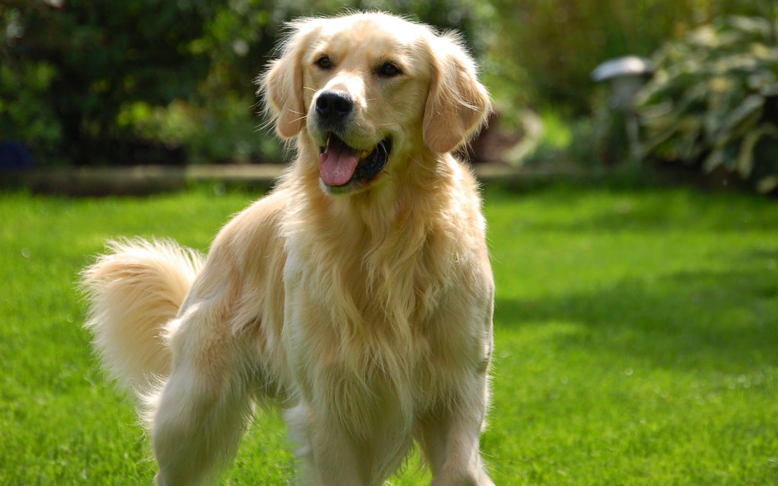 Golden Retriever