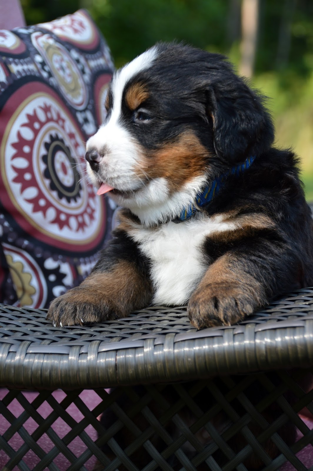 Bucks County Bernese: Photos