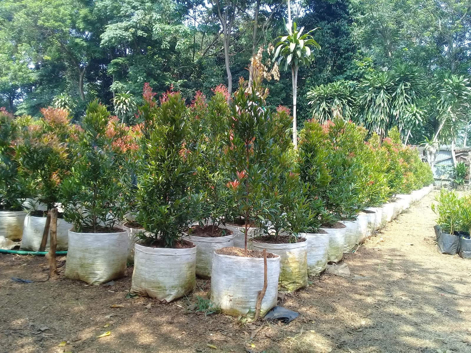 Jual Bibit Pohon Pucuk Merah ~ Tukang Taman Serpong BSD TLP 081380548055 Jual Bibit Pohon Pucuk Merah ~ Tukang Taman Serpong BSD TLP 081380548055