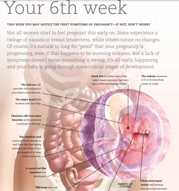 Sixth Week Of Pregnancy Smartsparents sixth-week-of-pregnancy-smartsparents