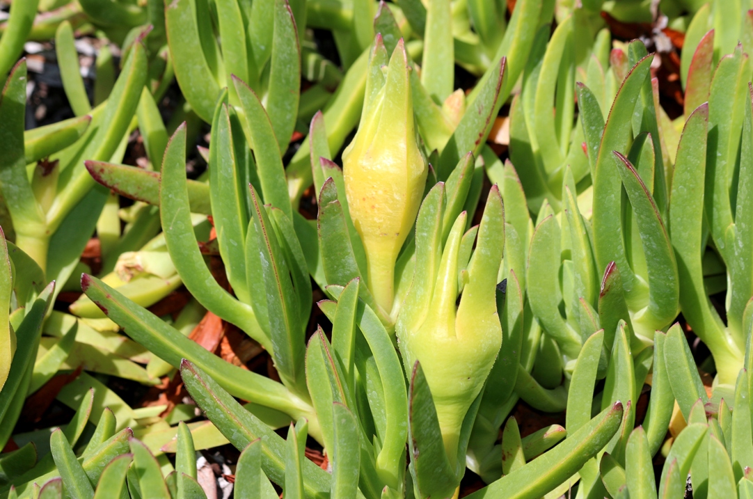 A photo, A thought............: Plant: Sea fig blooms splash in South ...