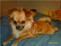 Ayudame a volver a casa: Presto perrito cruce de chihuahua con pekinés ...