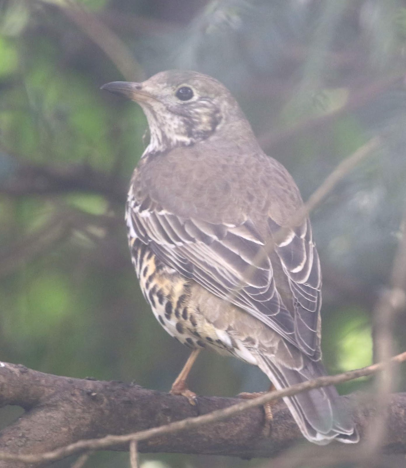Birding with Flowers: Self Isolating, Species 3 - Mistle Thrush