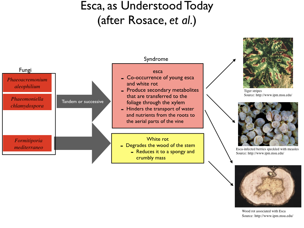 Wine -- Mise en abyme: Esca grapevine trunk disease: History, economic ...
