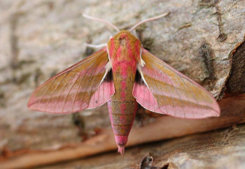 THE ELEPHANT-HAWK MOTH |The Garden of Eaden