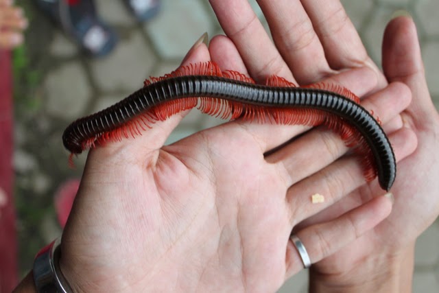 Berapa Ya jumlah kaki Luwe (Luwing) ? Benarkah punya 1000 kaki ...