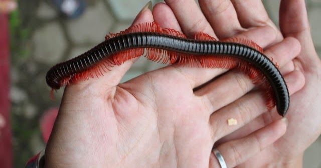 Berapa Ya jumlah kaki Luwe (Luwing) ? Benarkah punya 1000 kaki ...