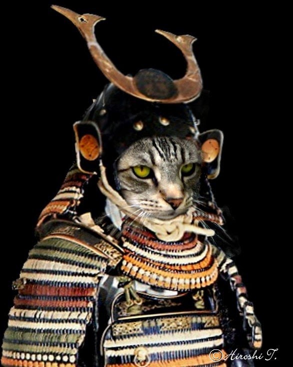 Adorable Pictures of Samurai Cats | Weird Things, Weird Pictures, Photo ...