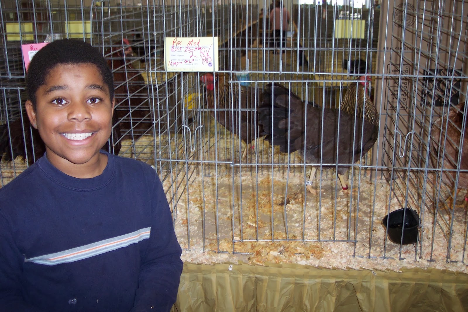 The Official PoultryBookstore.com Blog: Exhibition Poultry