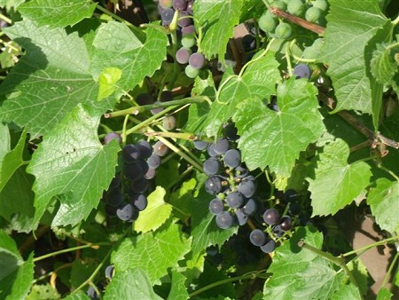 Regina Horticultural Society: Valiant Grapes in Saskatchewan