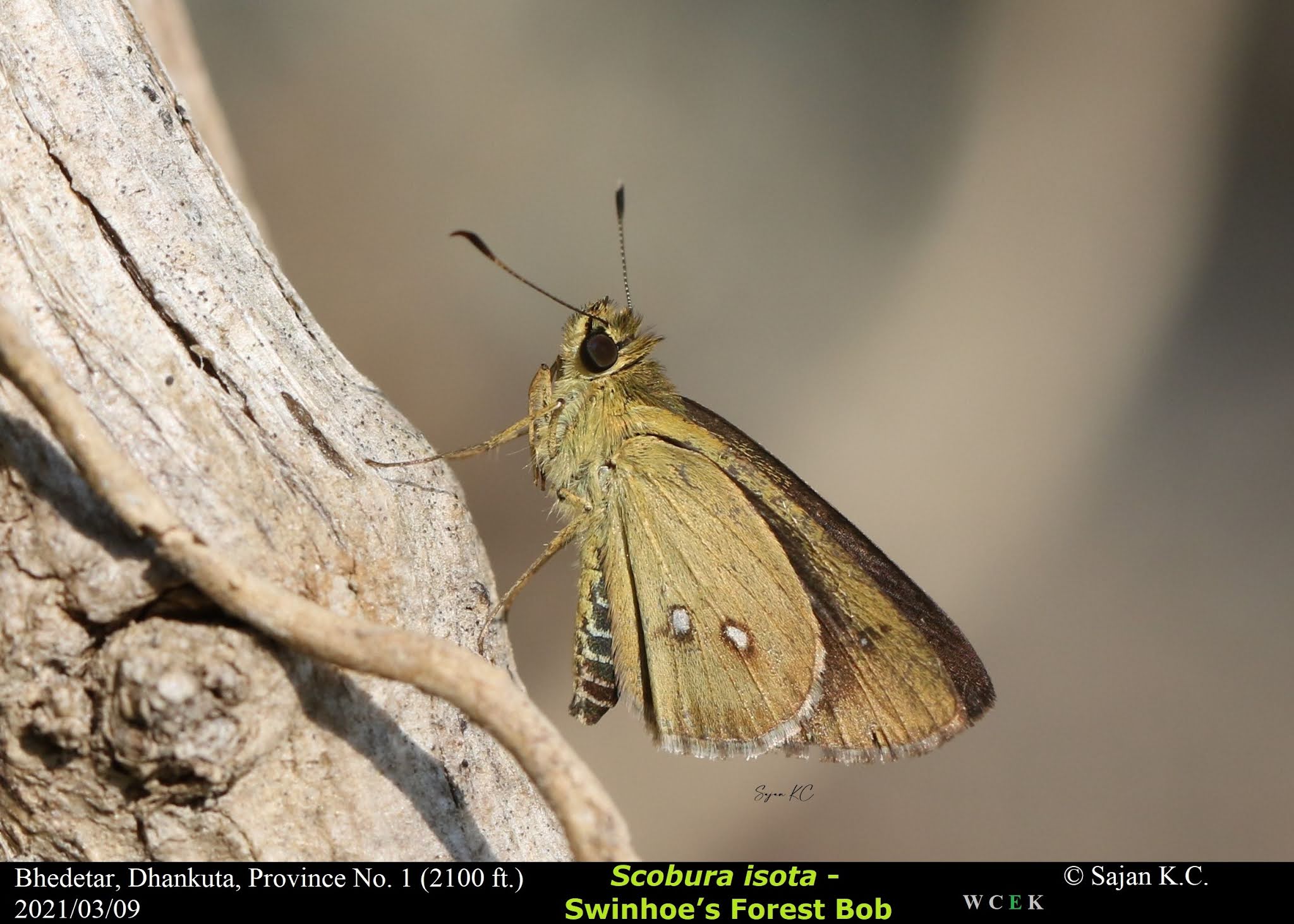 Butterflies of Nepal