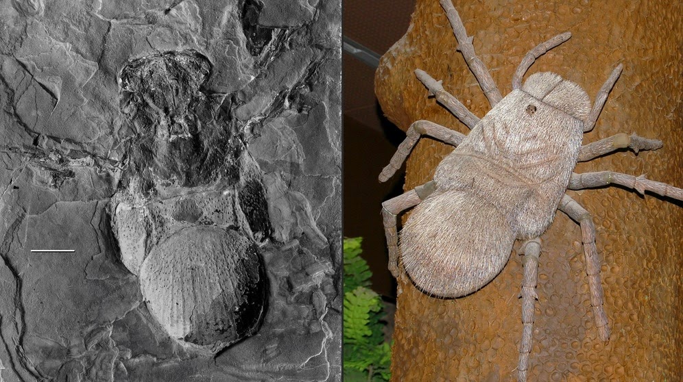 Made in Pangea: Arácnidos gigantes del Carbonífero.