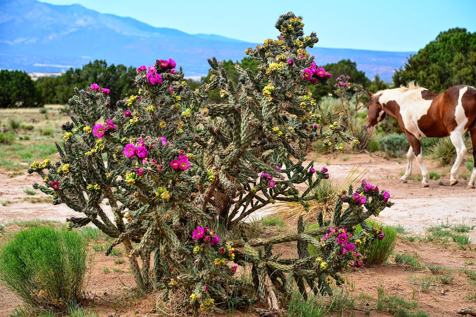 The 7MSN Ranch: A bumper crop of cholla cactus