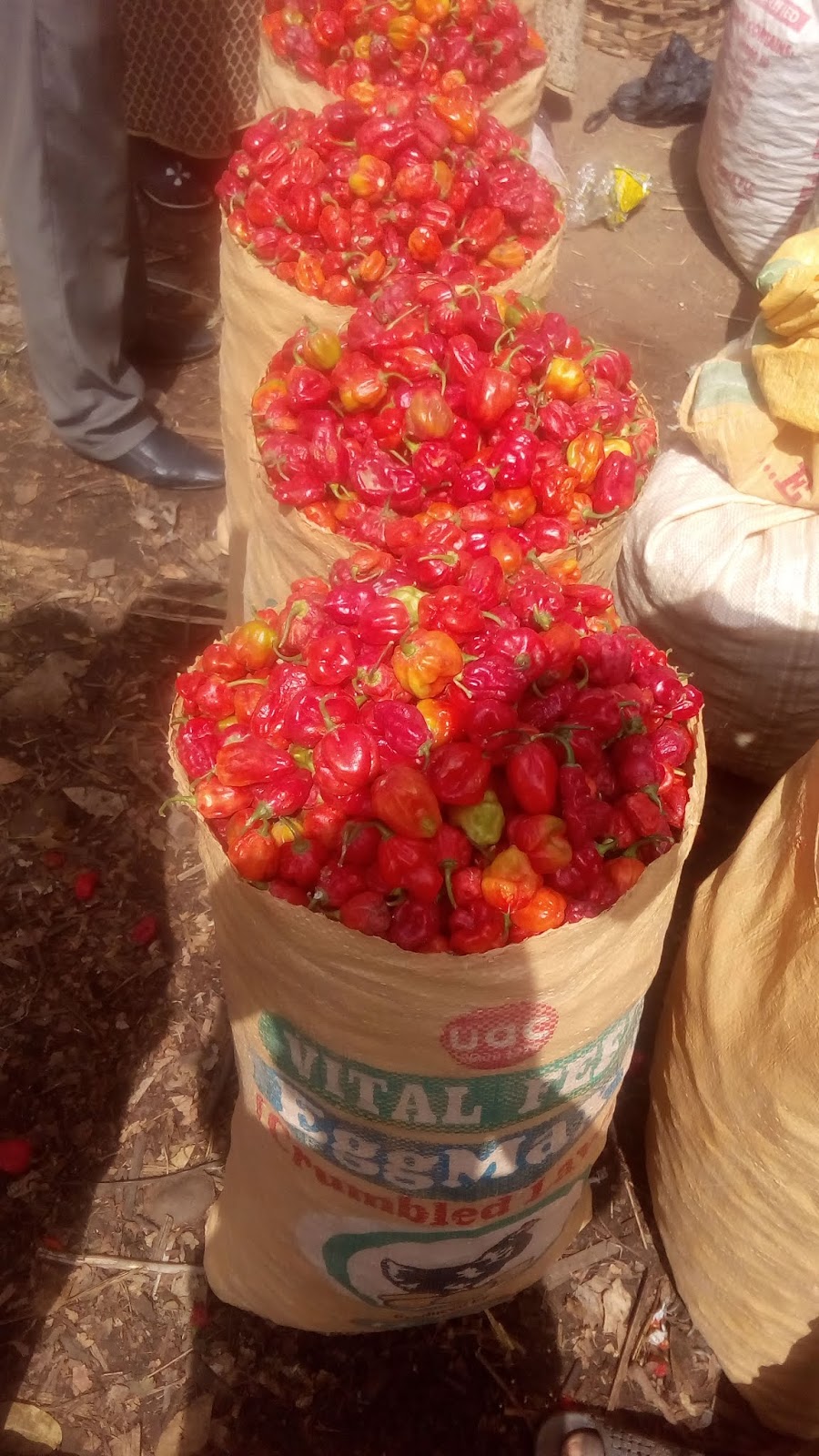 Fresh and Affordable Bags of Pepper (Ata Rodo) For Sale