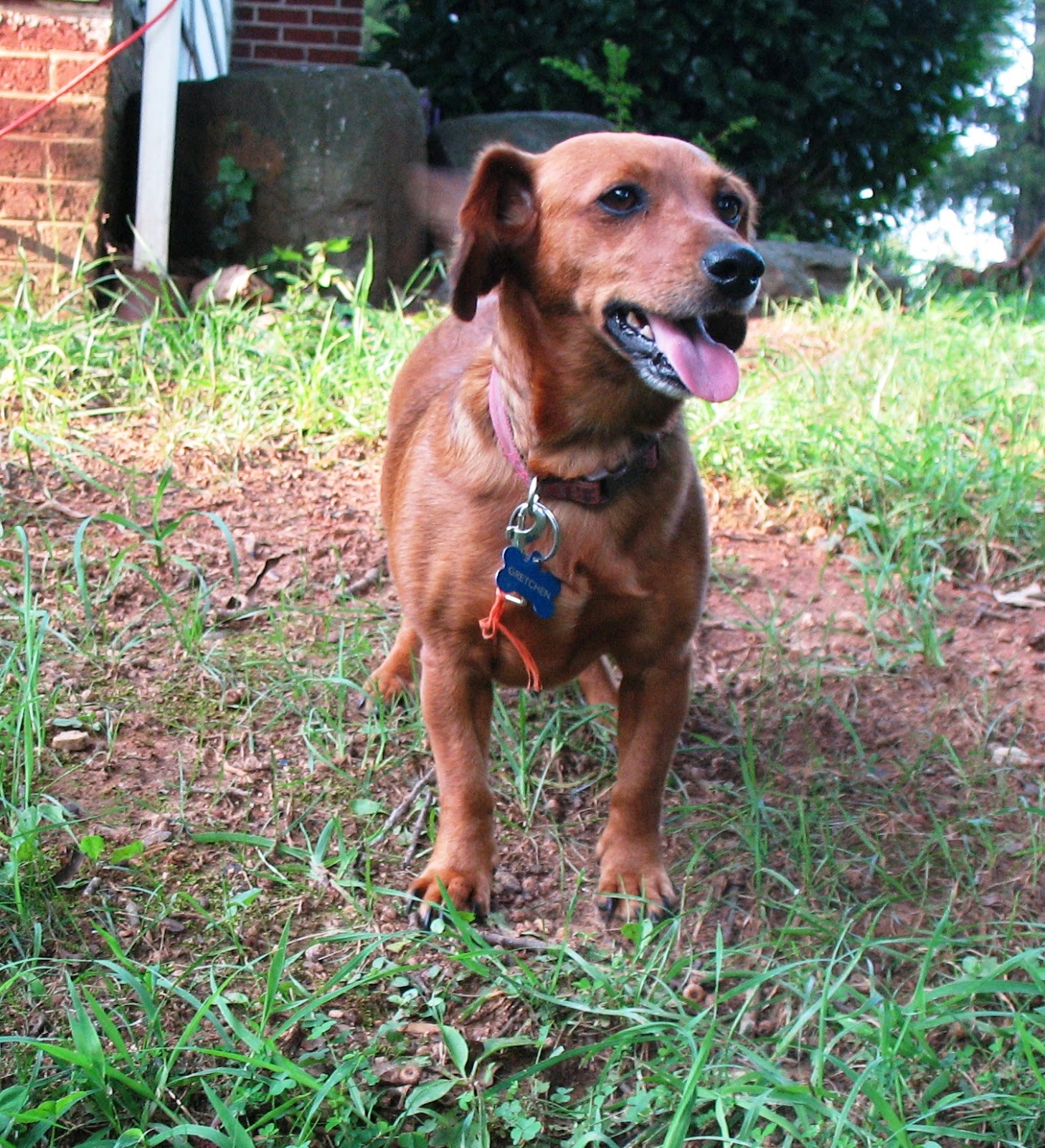 Floppy Tongue Joy: Stranger Danger with the expert: Gretchen
