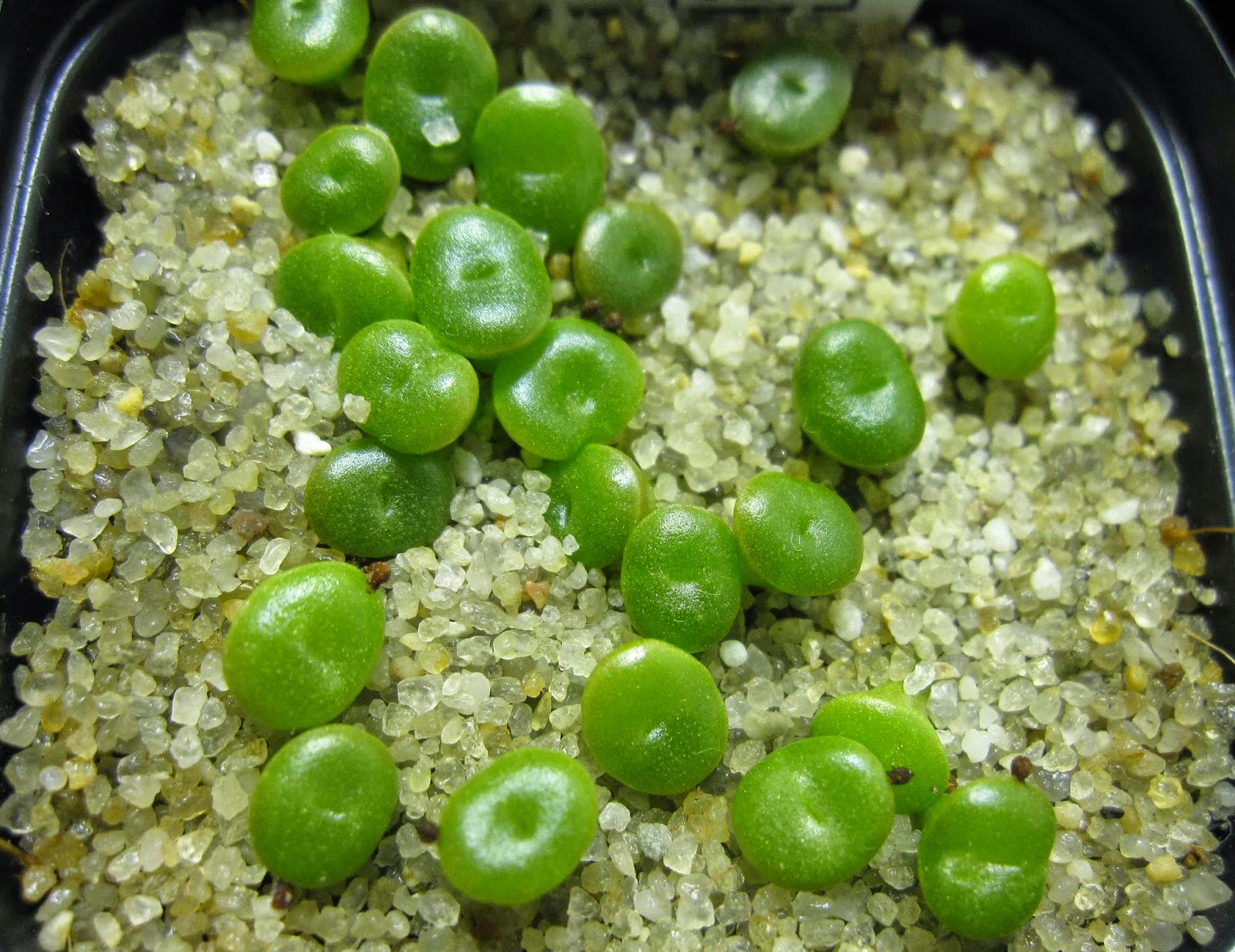 Living Rocks - A blog about cacti and other succulents: The Nursery ...