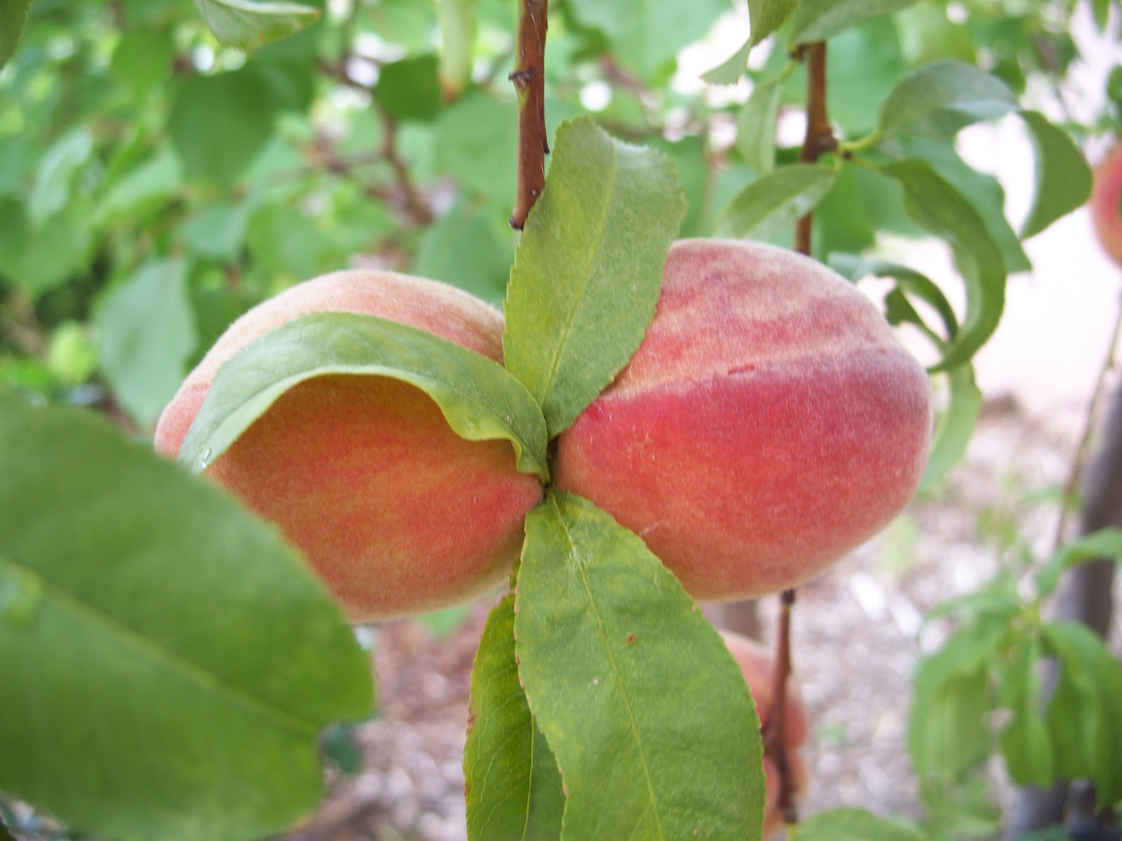 Reliance Peach