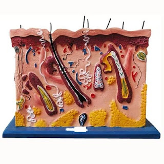 Biomedik: Sistem integumen