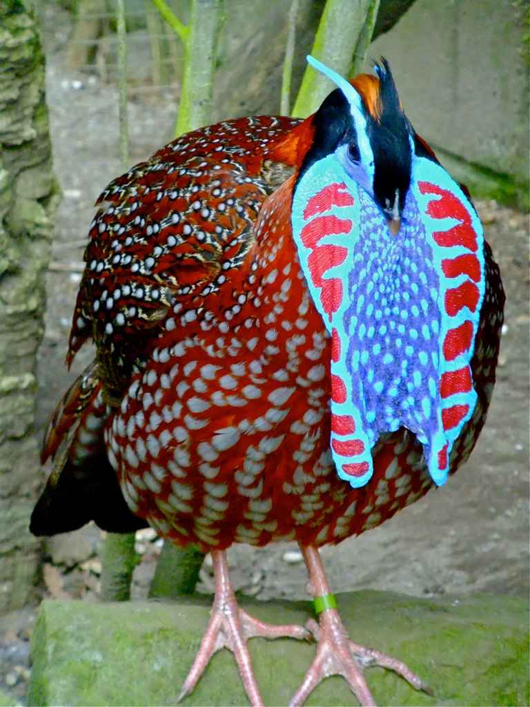 The Temminck's Tragopan - cuteanimalsworld