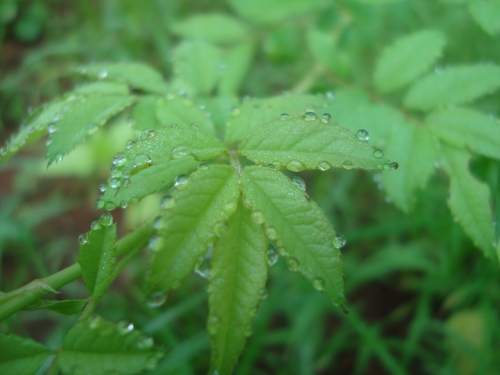 NATURAL PHOTOS AND WALLPAPERS: Naturals leaf and gras look photos