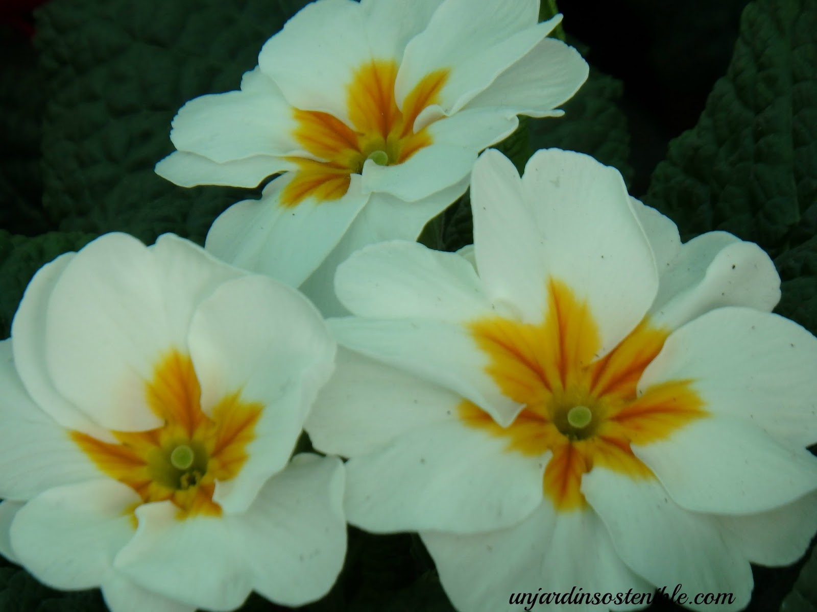 Prímula acaulis (Prímula, Primavera)