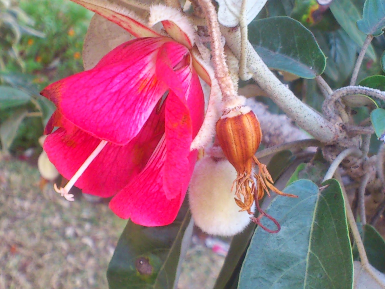 Bonsai Mauritius: Trochetia Boutoniana National Flower of Mauritius