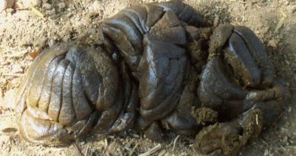 Kandungan Kotoran Sapi Yang Harus Anda Ketahui - PUSTAKA PETANI