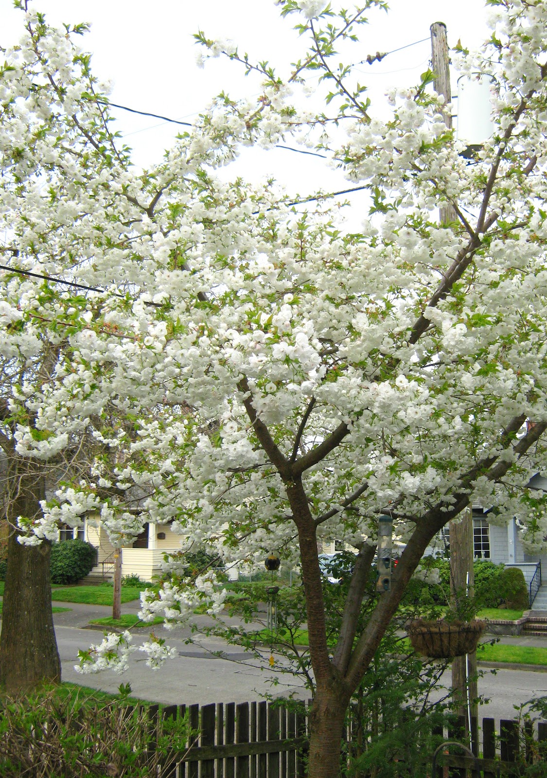 Rindy Mae: This Week In The Garden