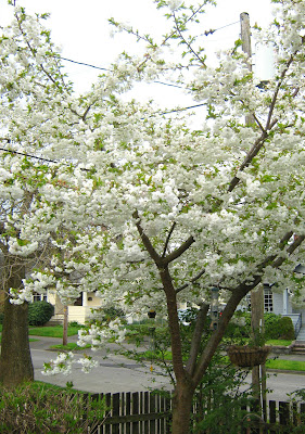 Rindy Mae: This Week In The Garden