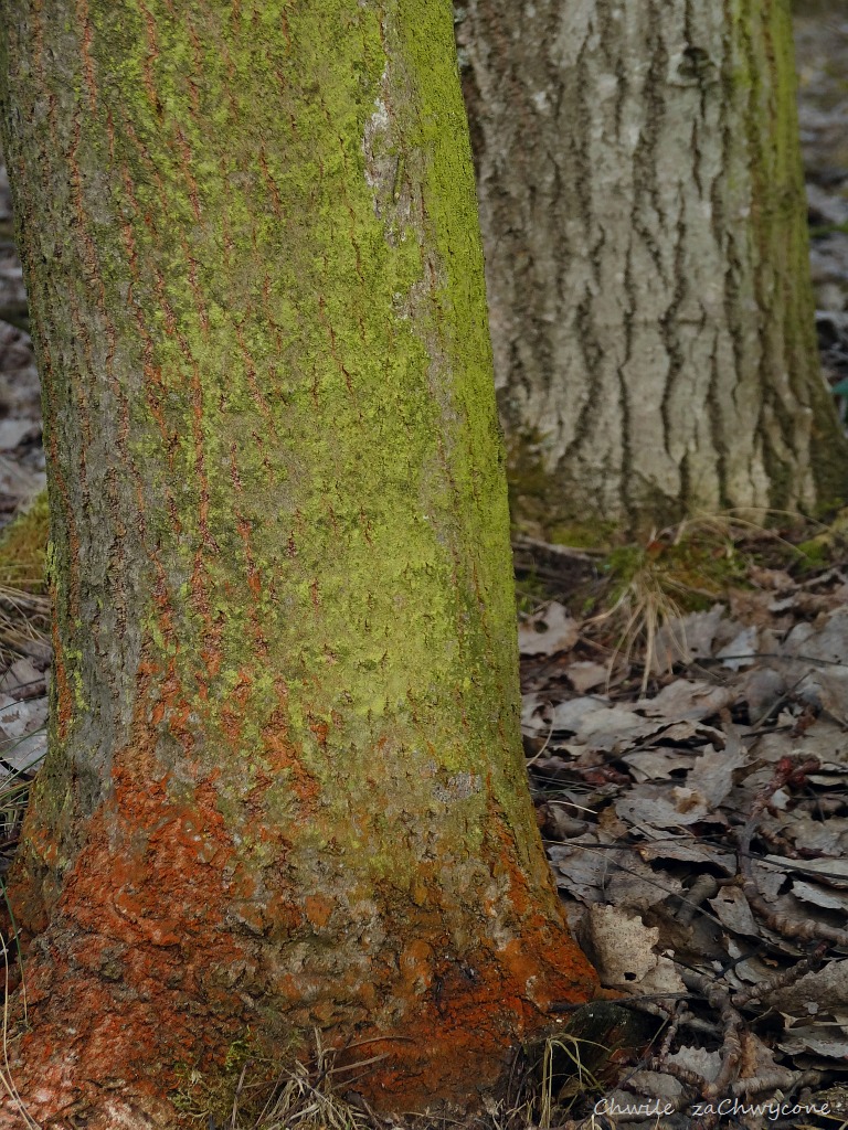 Chwile zaChwycone: Osika, topola drżąca