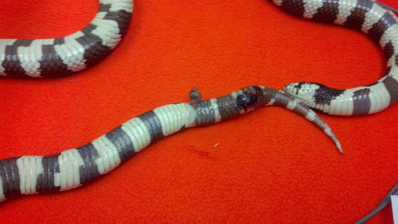 A Vet's Guide To Life: Snake Surgery