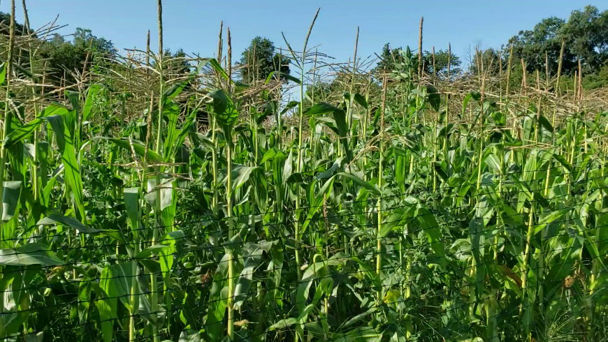 Sweet Corn Farm