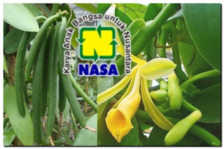 Budidaya Vanili - Produk Herbal Nasa
