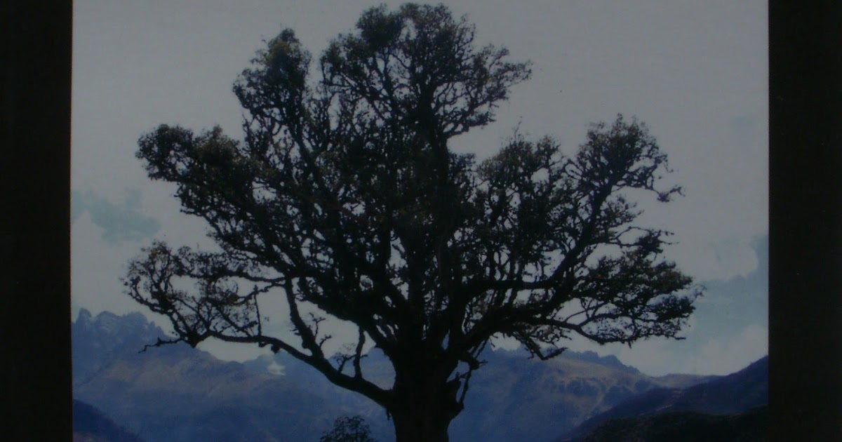 Salustio Concha: Danza Sagrada De Los Apus: 50 Mitos, Leyendas y Otras ...