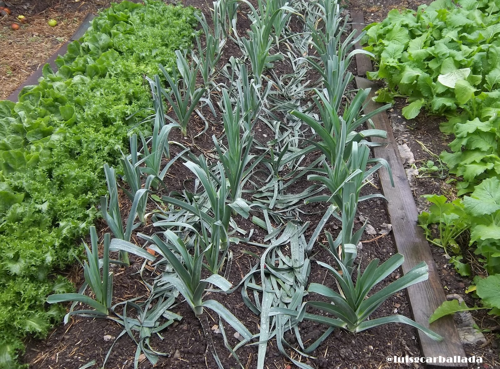 PODAMOS Y APORCAMOS LOS PUERROS.