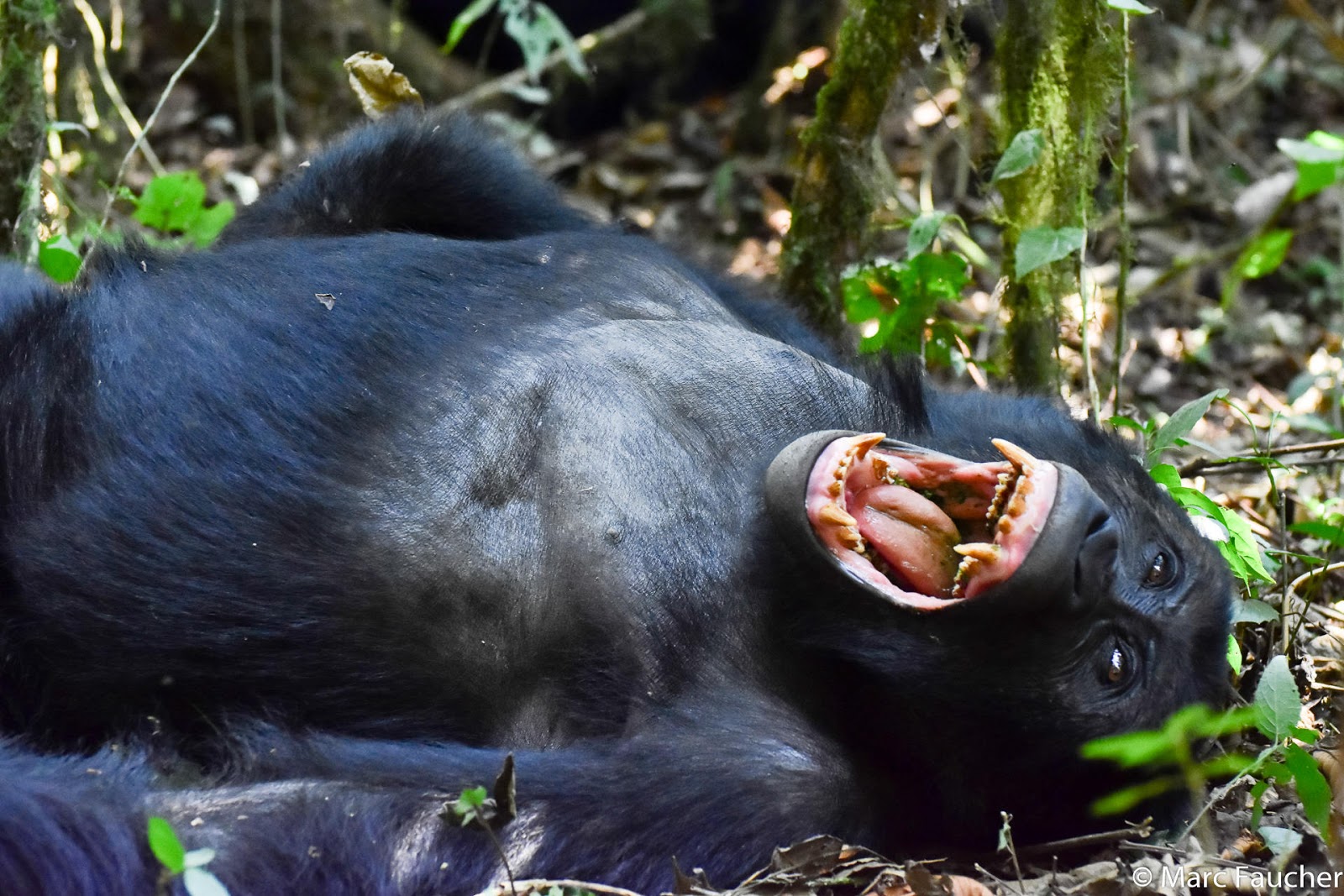 World Travel - Marc & Peggy Faucher: The Largest Living Primates!