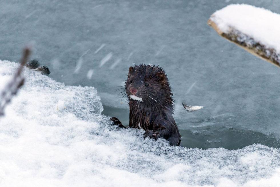Kouluprojekti: Minkin poikaset ja pesintä