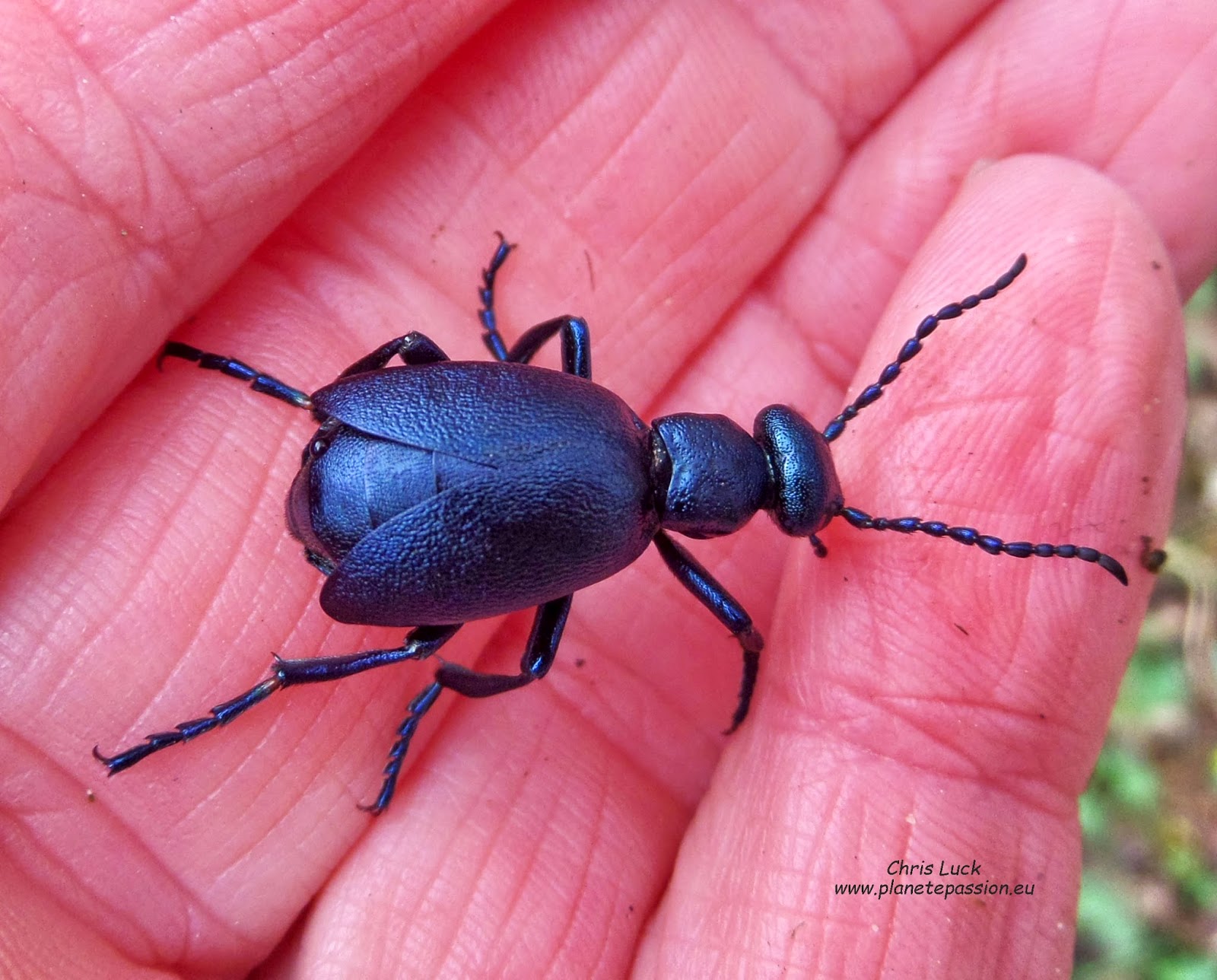 French wildlife and beekeeping: Violet Oil Beetle in France