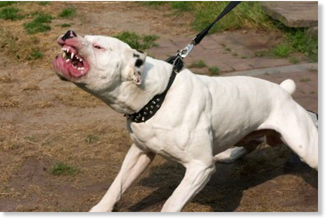 Anjing Yang Paling Garang Di Dunia (13 Gambar)