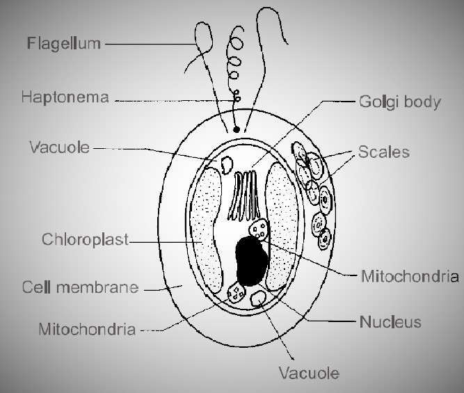 Rusty's Bio-zone: 3. Kingdom Protista